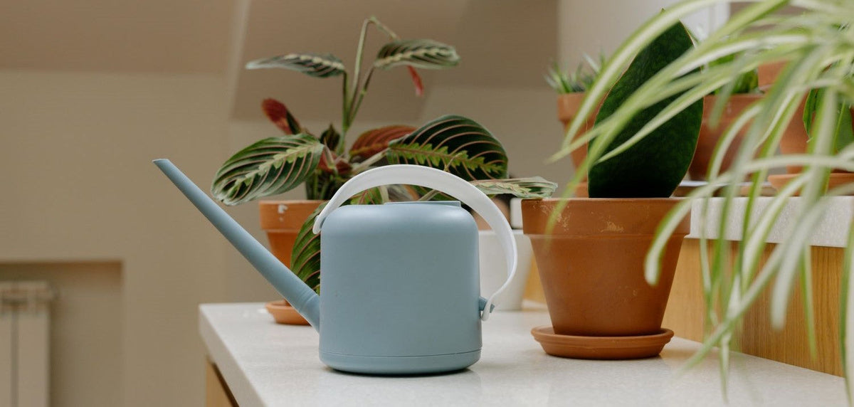 7 Easy Ways to Add Indoor Plants to Your Home, No Matter Your Space ...