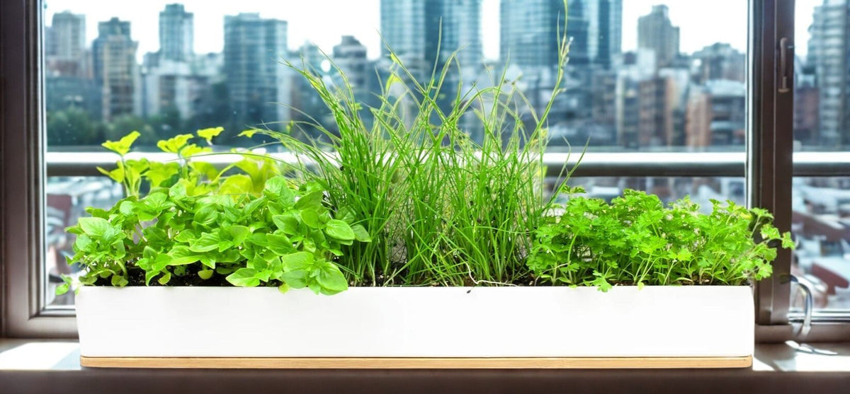 Windowsill Planters | Indoor Gardening Solutions - Urban Haven Living
