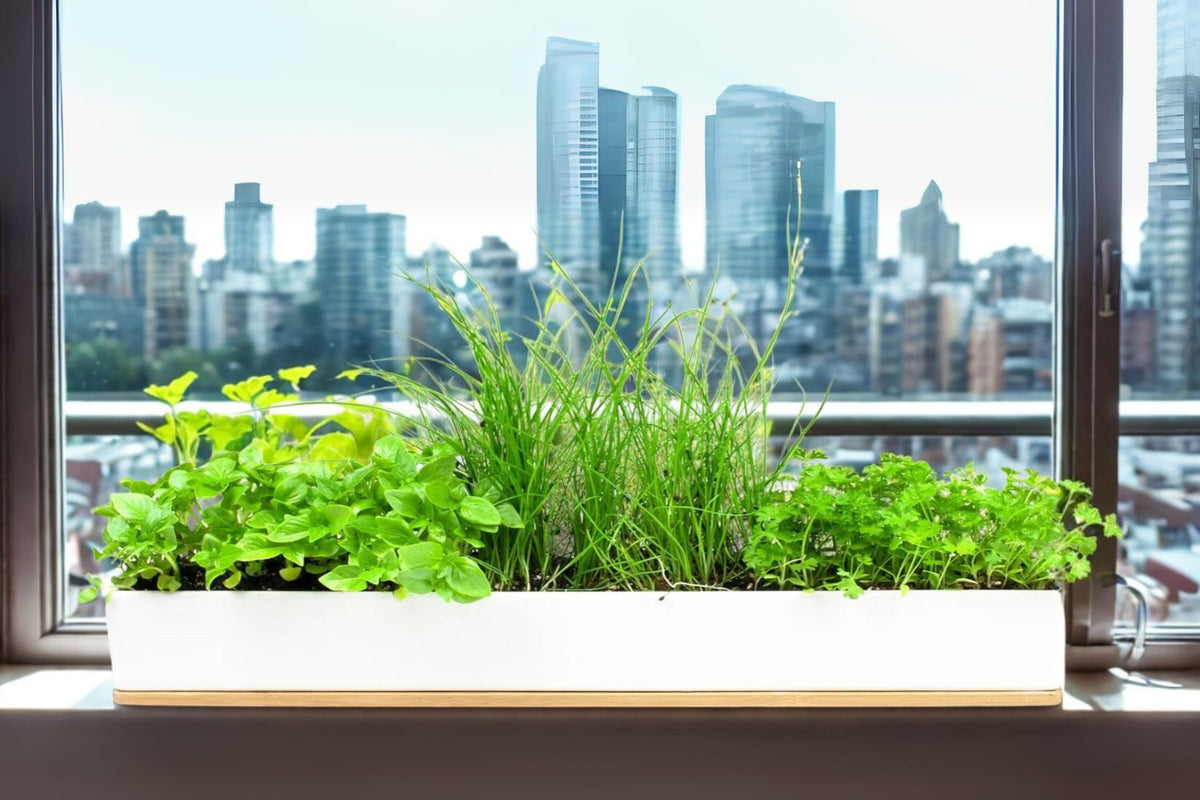 Windowsill Herb Kits | Indoor Herb Garden Sets for Small Spaces- Urban ...